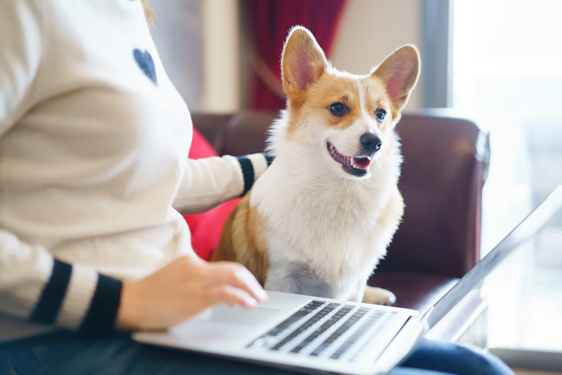 What to Know About Pembroke Welsh Corgis