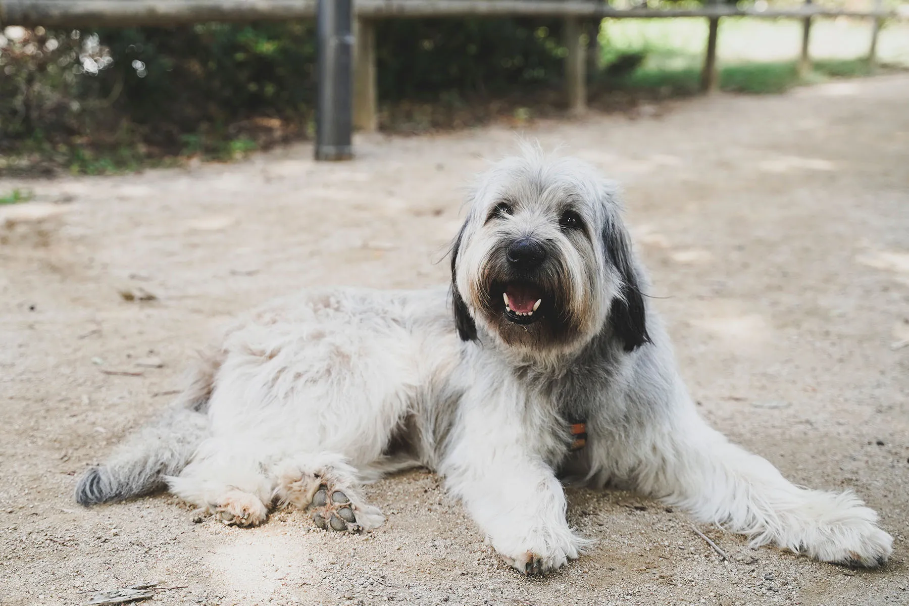 What to Know About Polish Lowland Sheepdogs
