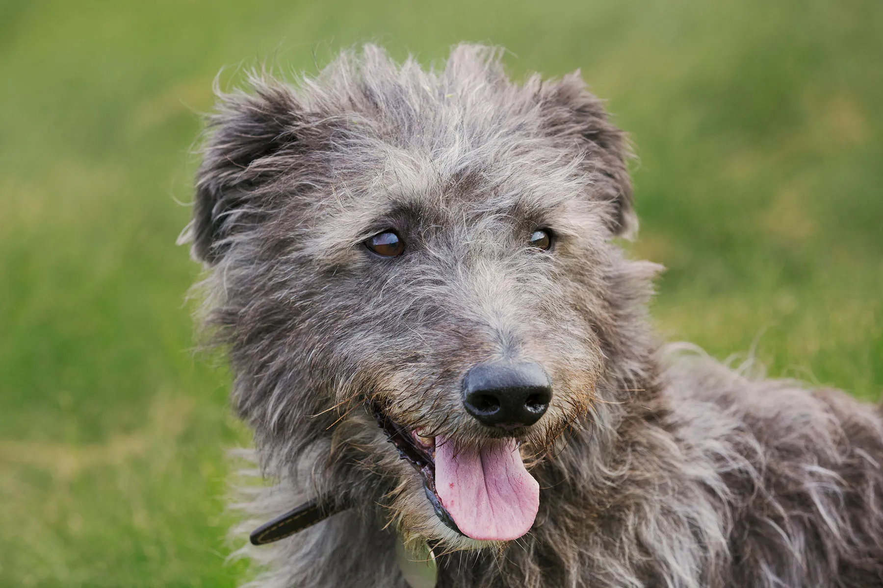 Scottish Deerhounds: What to Know
