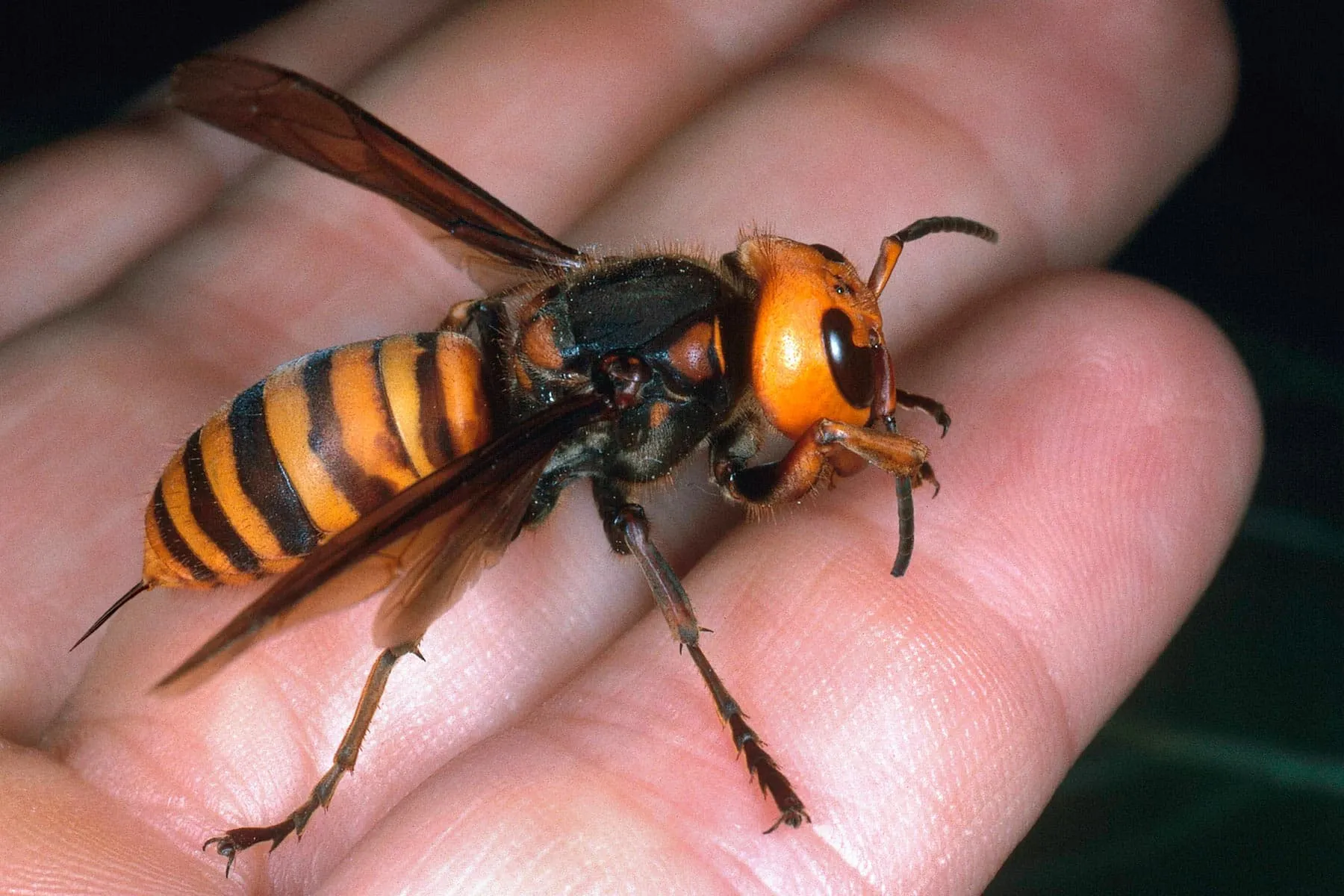 Murder Hornets: Should We Worry About Them?