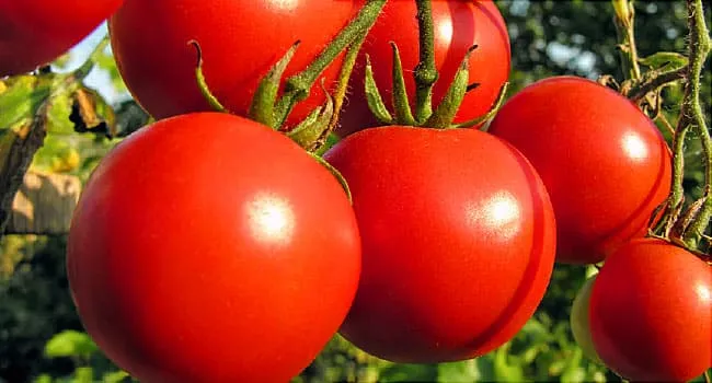 tomatoes
