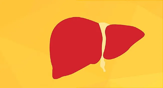 How Your Liver Works