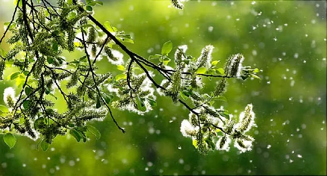 Pollen Allergy: Types, Symptoms, Causes, Treatment & More
