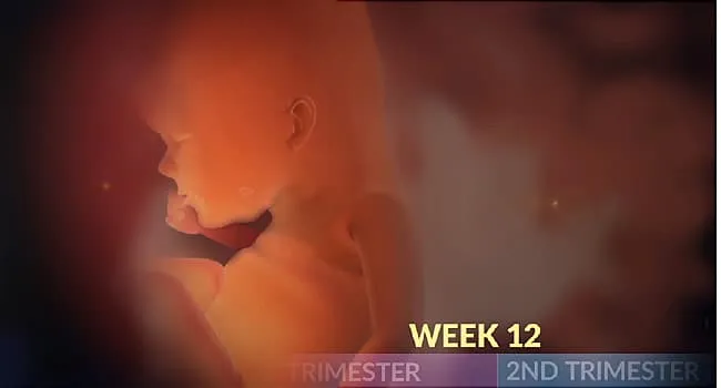 Pregnancy Video on How Much Your Baby Grows During First Trimester