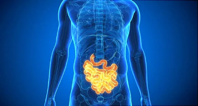 Unravel 5 Facts About Your Intestines
