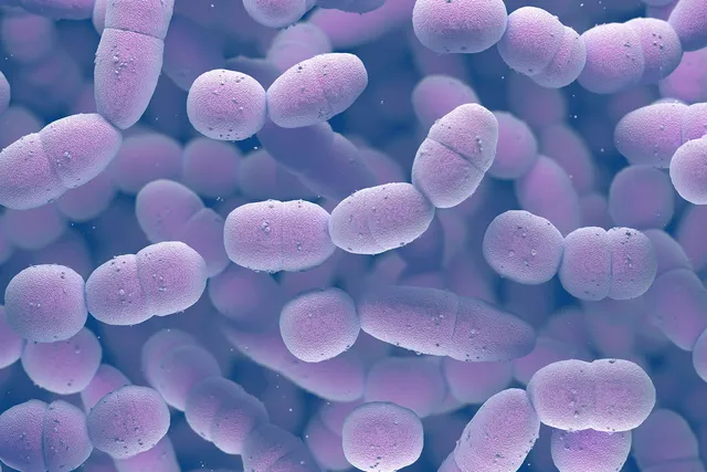 How Pneumococcal Disease Affects the Body