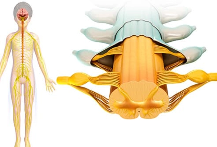 Spinal Cord Spinal Cord