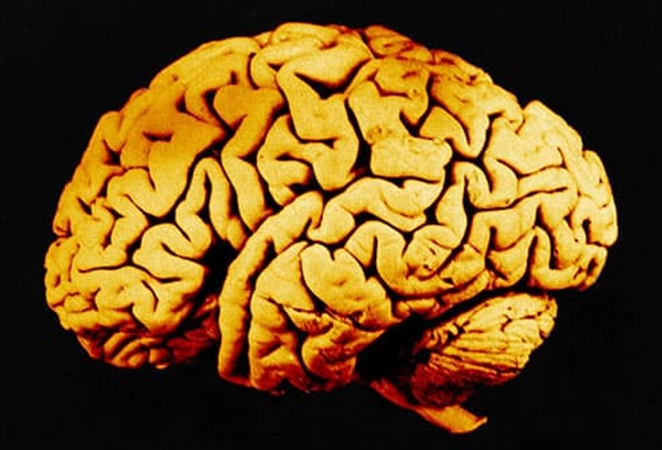 Cortex