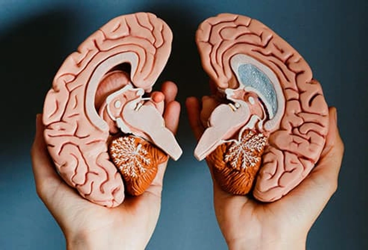 Cerebrum