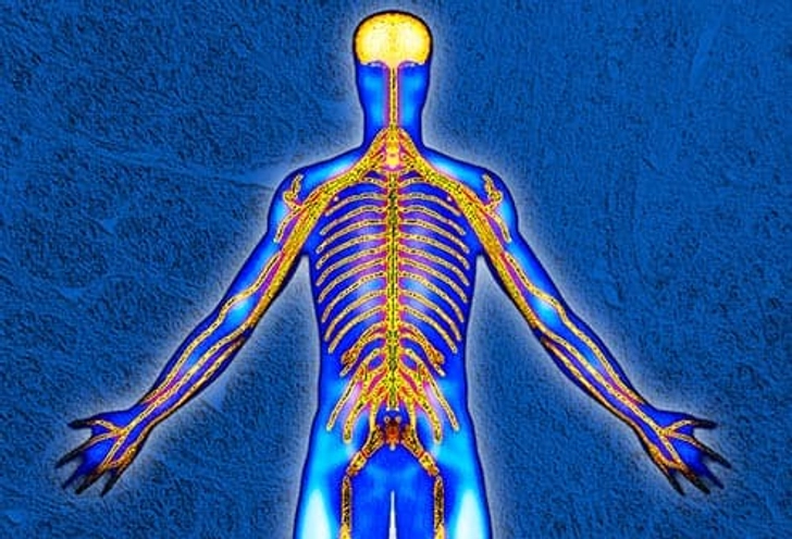 Peripheral Nerves