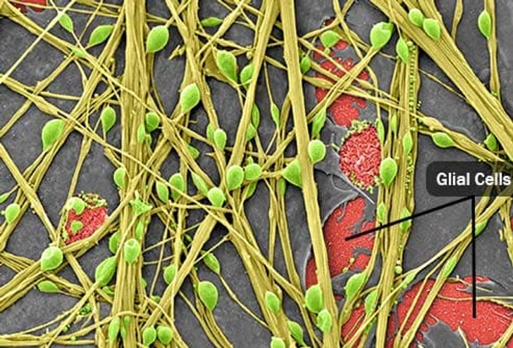 Glial Cells