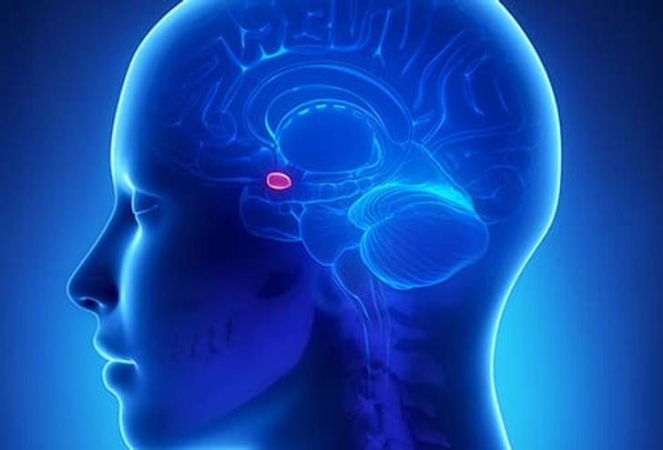 Amygdala Amygdala