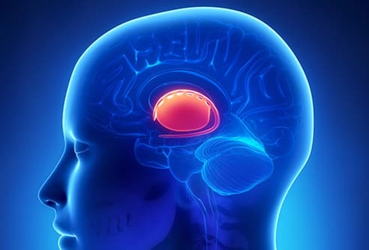 Basal Ganglia Basal Ganglia