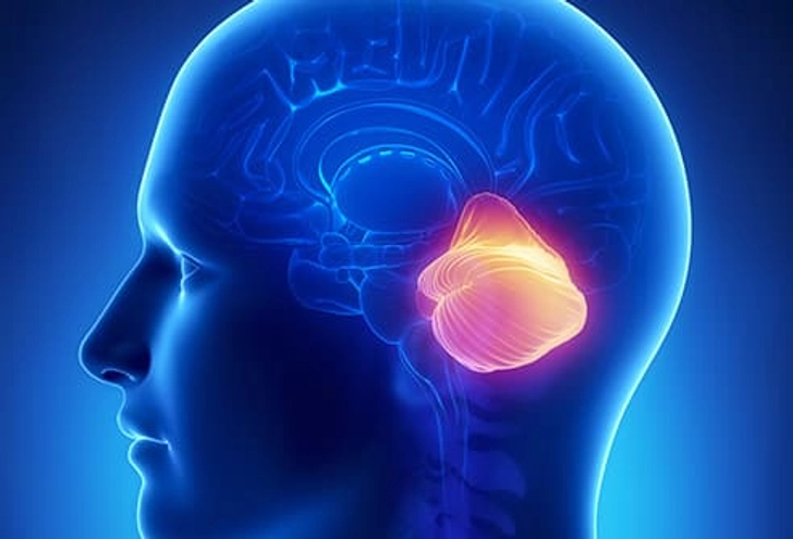 Cerebellum Cerebellum