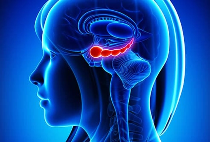 Hippocampus