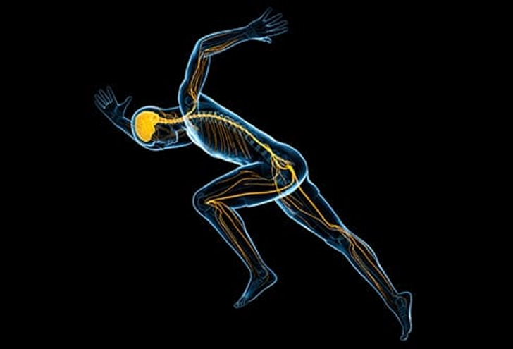 Sympathetic Nervous System Sympathetic Nervous System