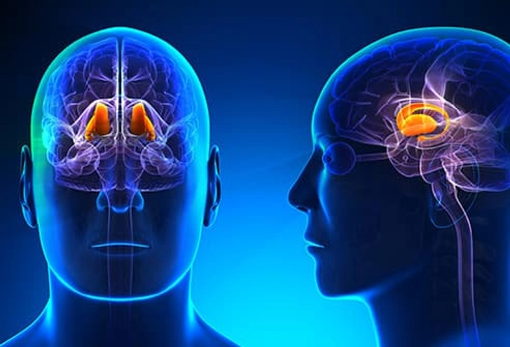 Thalamus Thalamus